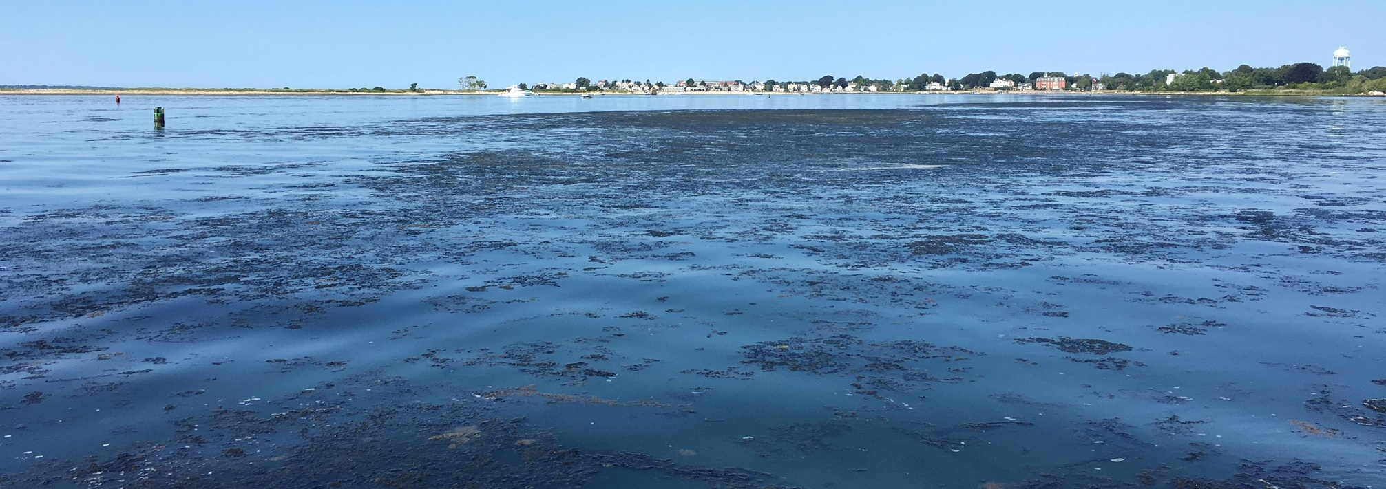 Nuisance Algae © Clean Up Sounds and Harbors – LIS Water Quality