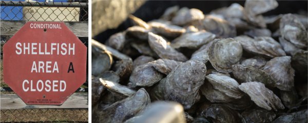 Securing a Safe and Healthy Future for Shellfish in Long Island Sound ...